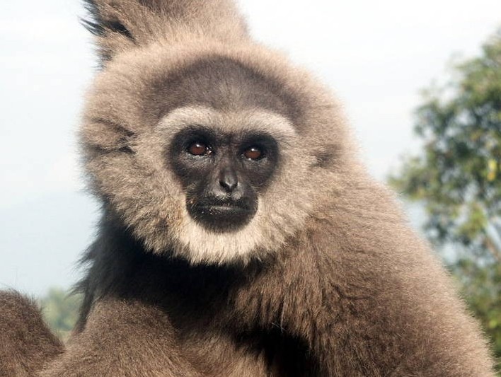 Pelepas Liaran Dua Owa Jawa untuk Lestarikan Habitat Hewan Terancam Punah