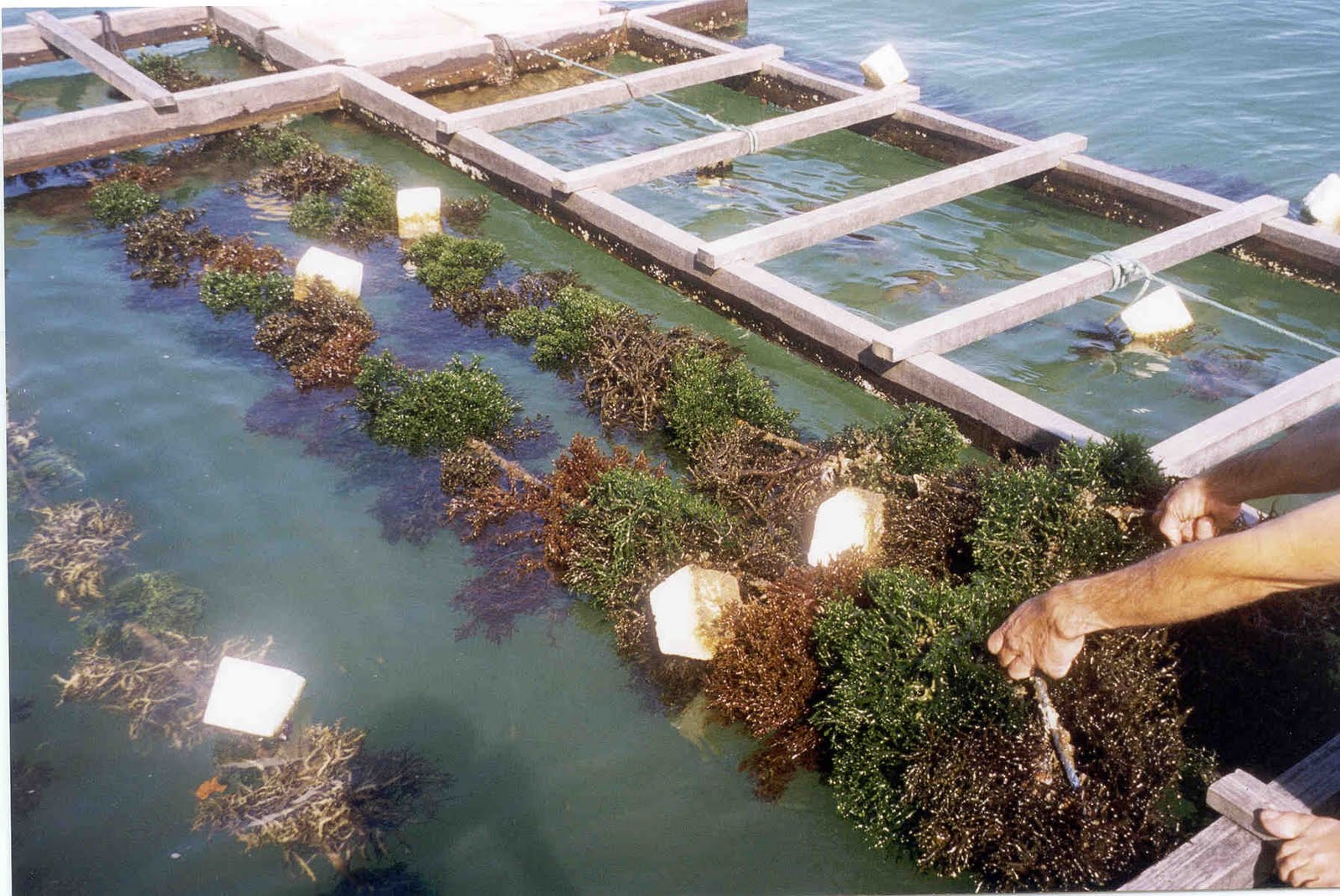 Pemerintah akan Tata Ulang Kelola Sumber Daya Alam