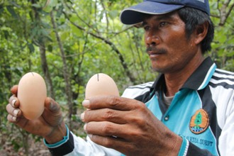 15 Burung Maleo Menetas Alami di Cagar Alam Panua