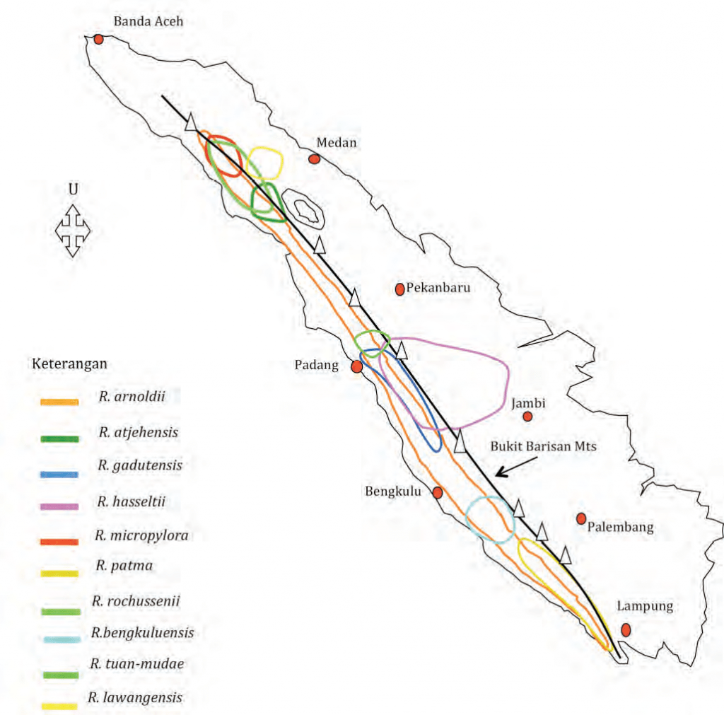 Rafflesia Arnoldii, Bunga Terbesar di Dunia Dari Hutan Bengkulu