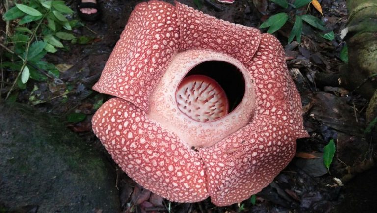 Rafflesia Arnoldii, Bunga Terbesar di Dunia Dari Hutan Bengkulu