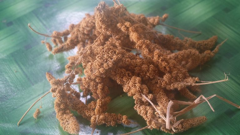 South Sulawesi Indigenous Kaluppini Preserves Tradition Through Local Crop