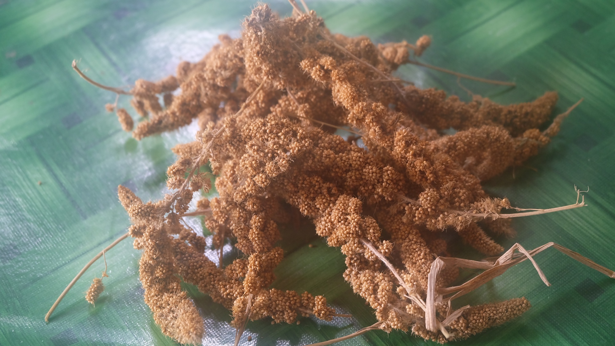 Menanam Jewawut Mempertahankan Tradisi Lokal Sulawesi Selatan