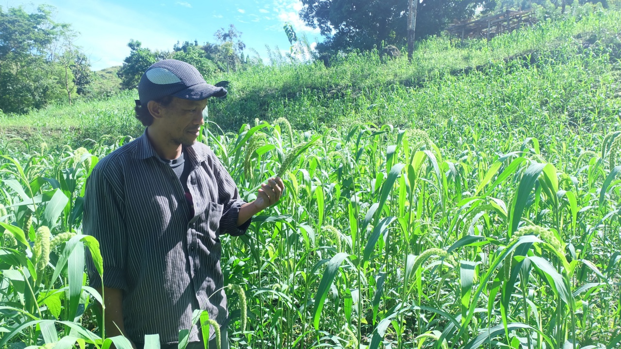 Menanam Jewawut Mempertahankan Tradisi Lokal Sulawesi Selatan
