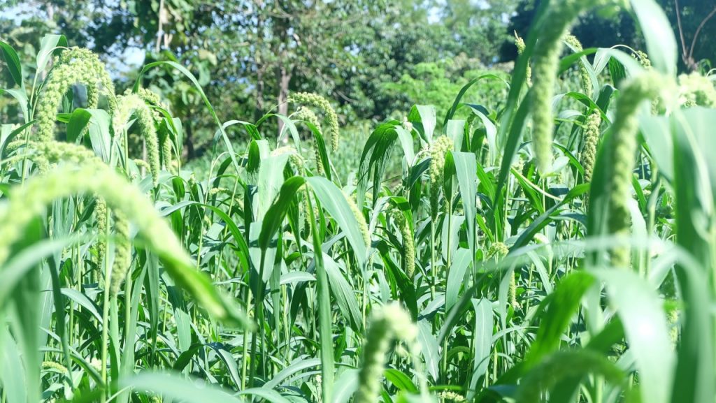 Menanam Jewawut Mempertahankan Tradisi Lokal Sulawesi Selatan