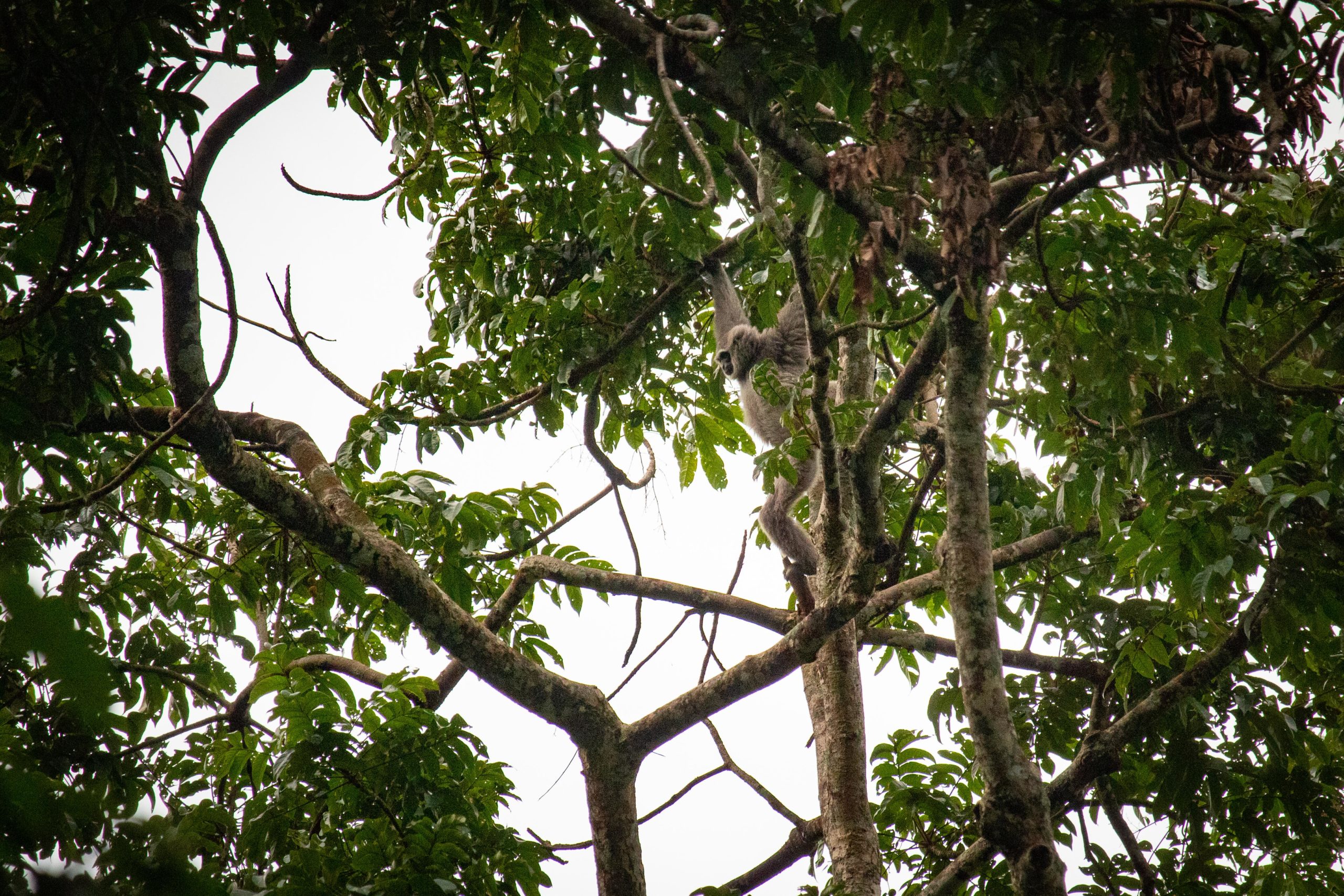 Bioakustik untuk konservasi Owa Jawa di hutan hujan tropis