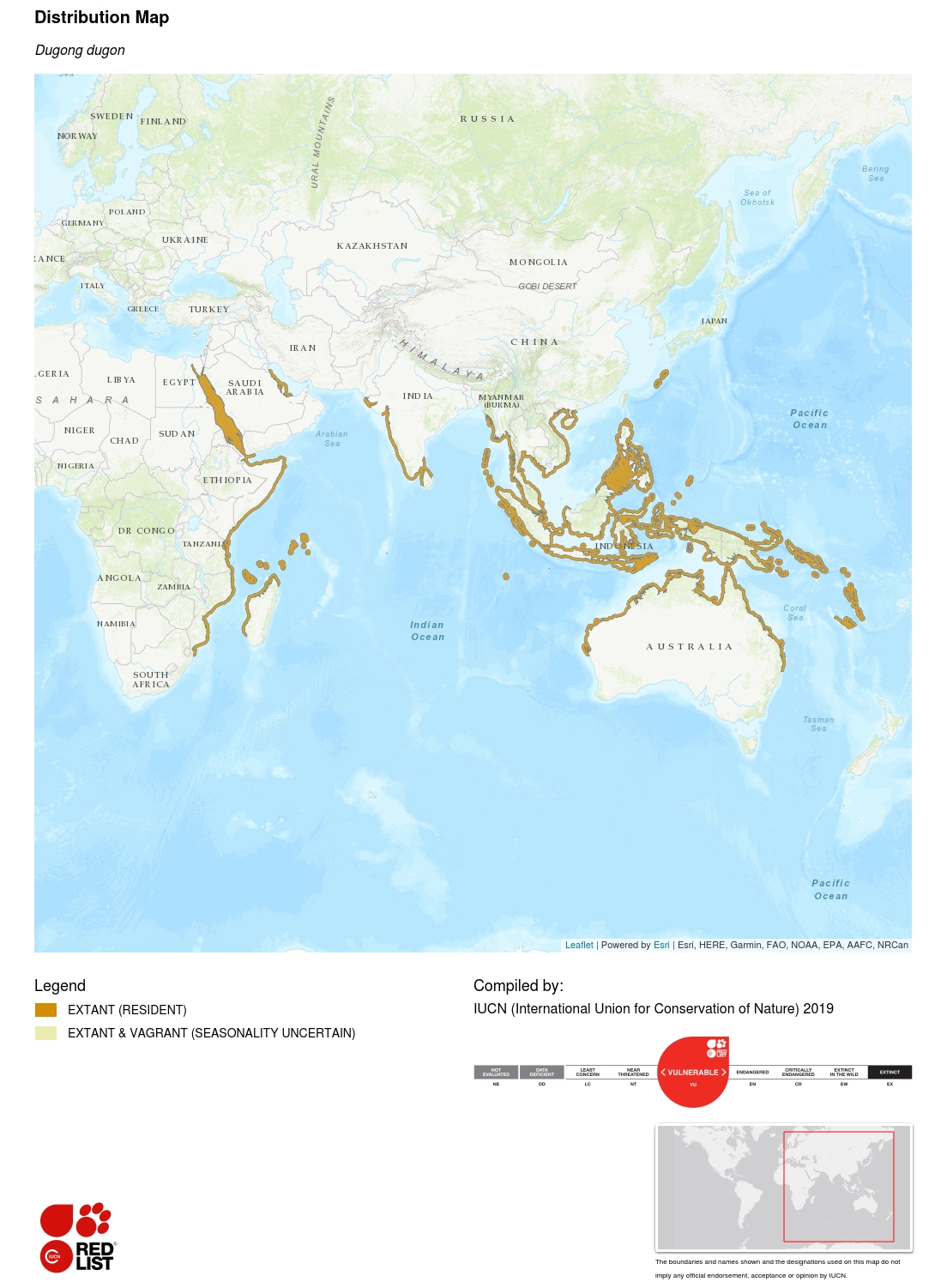 Menyelamatkan dugong di laut Indonesia