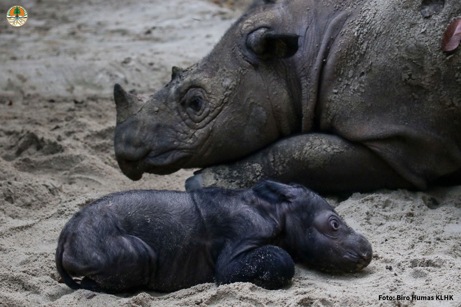 Ratu, a 23-year-old rhino, gave birth to her third calf in Way Kambas