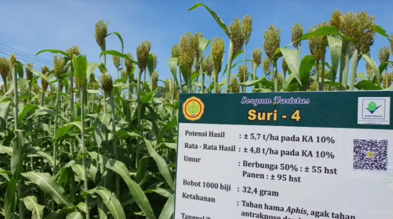 Perluasan pertanian sorgum di Indonesia: matangkan rencana sebelum tanam