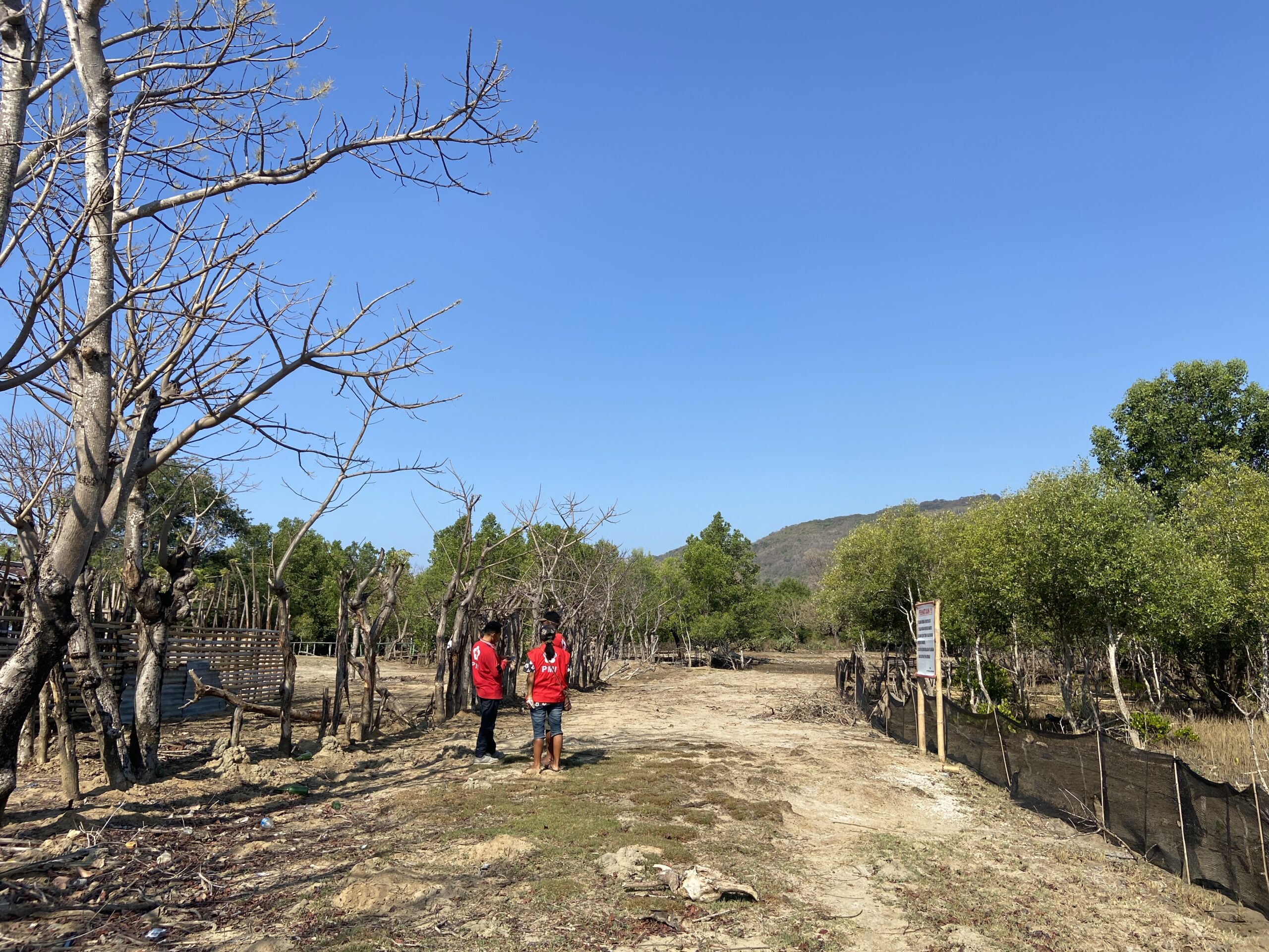 Mangrove dan Cemara Laut Sang Penjaga Pantai