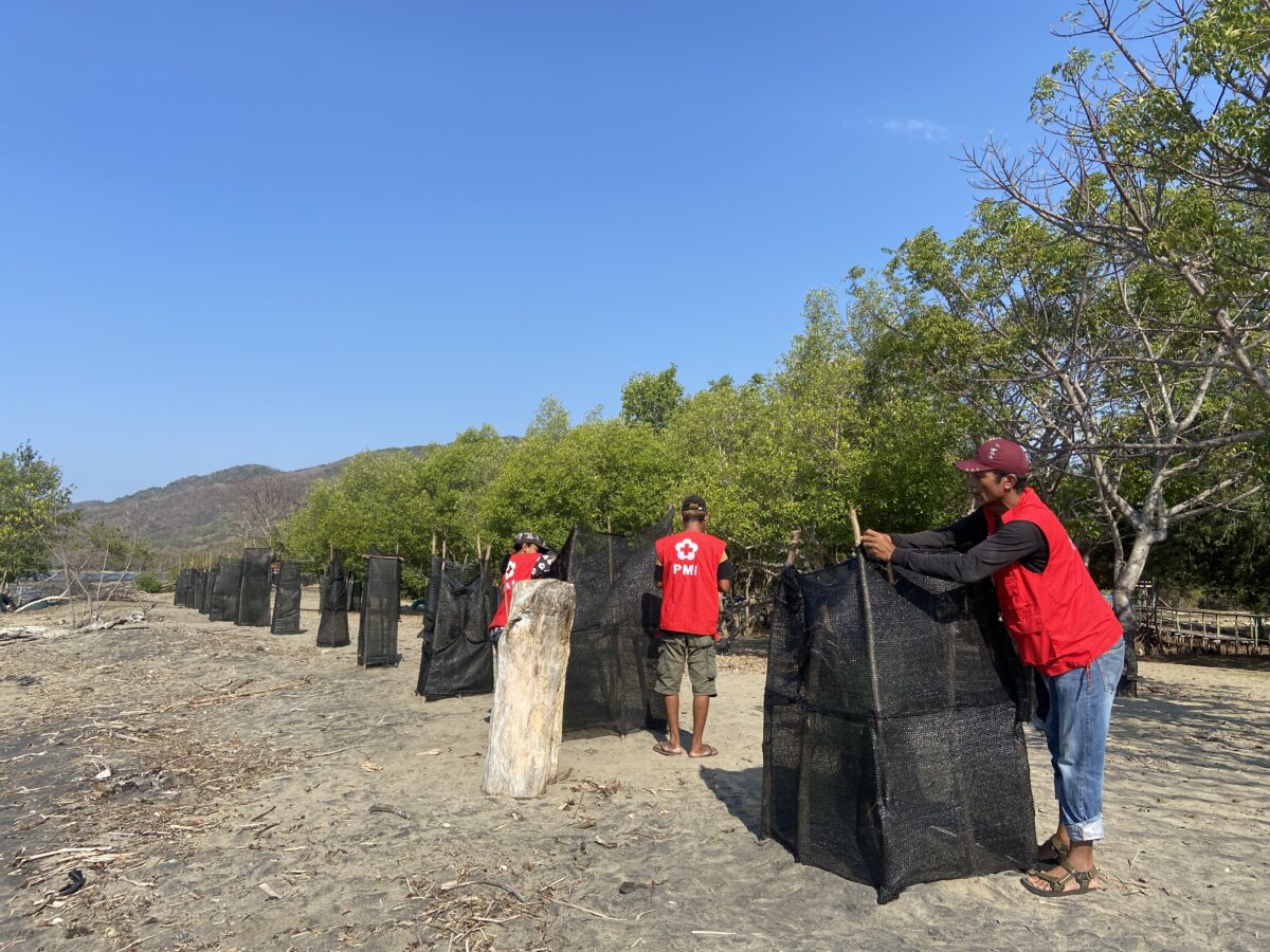 Mangrove dan Cemara Laut Sang Penjaga Pantai