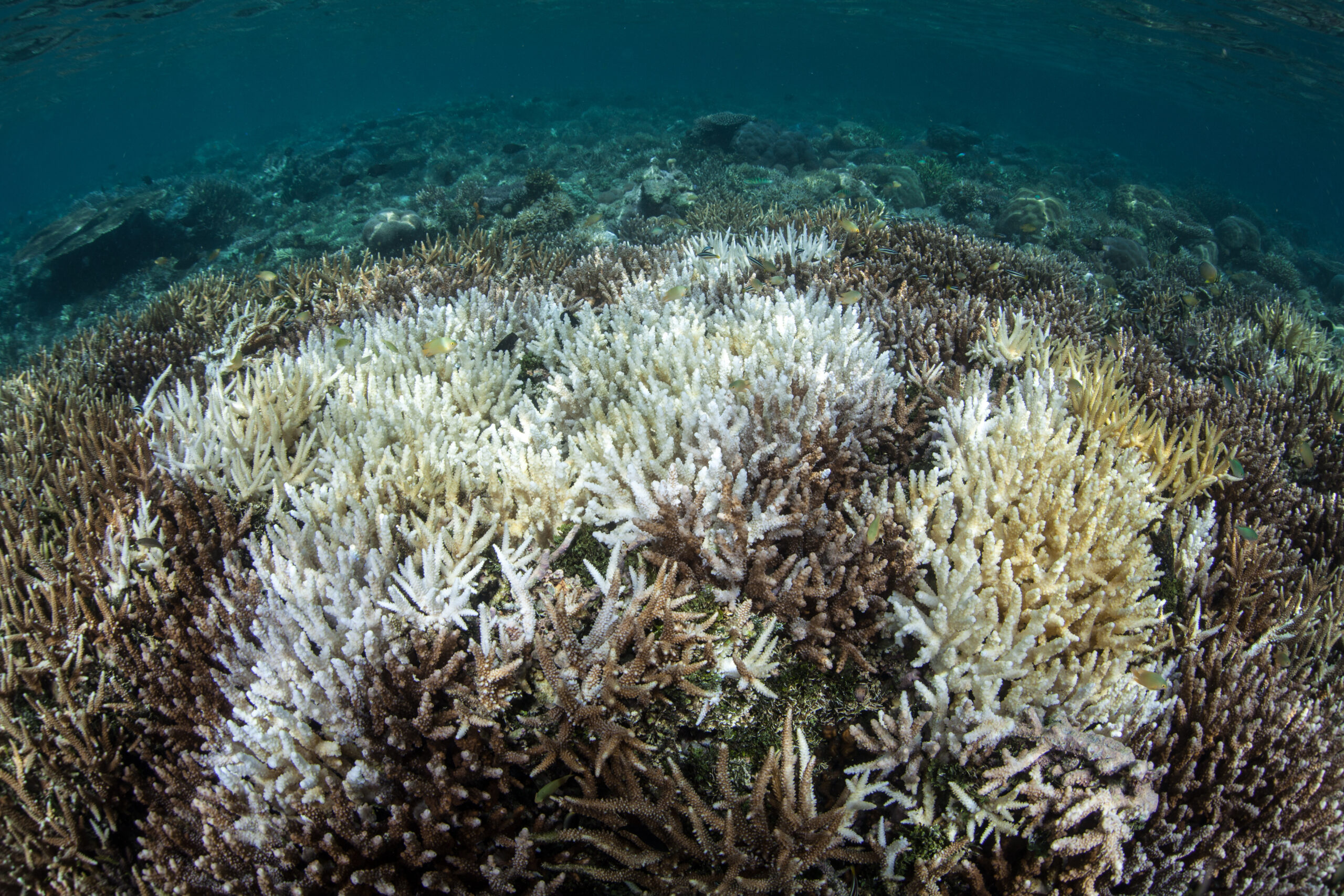 Climate crisis to cause mass bleaching of Indonesian coral areas by 2044