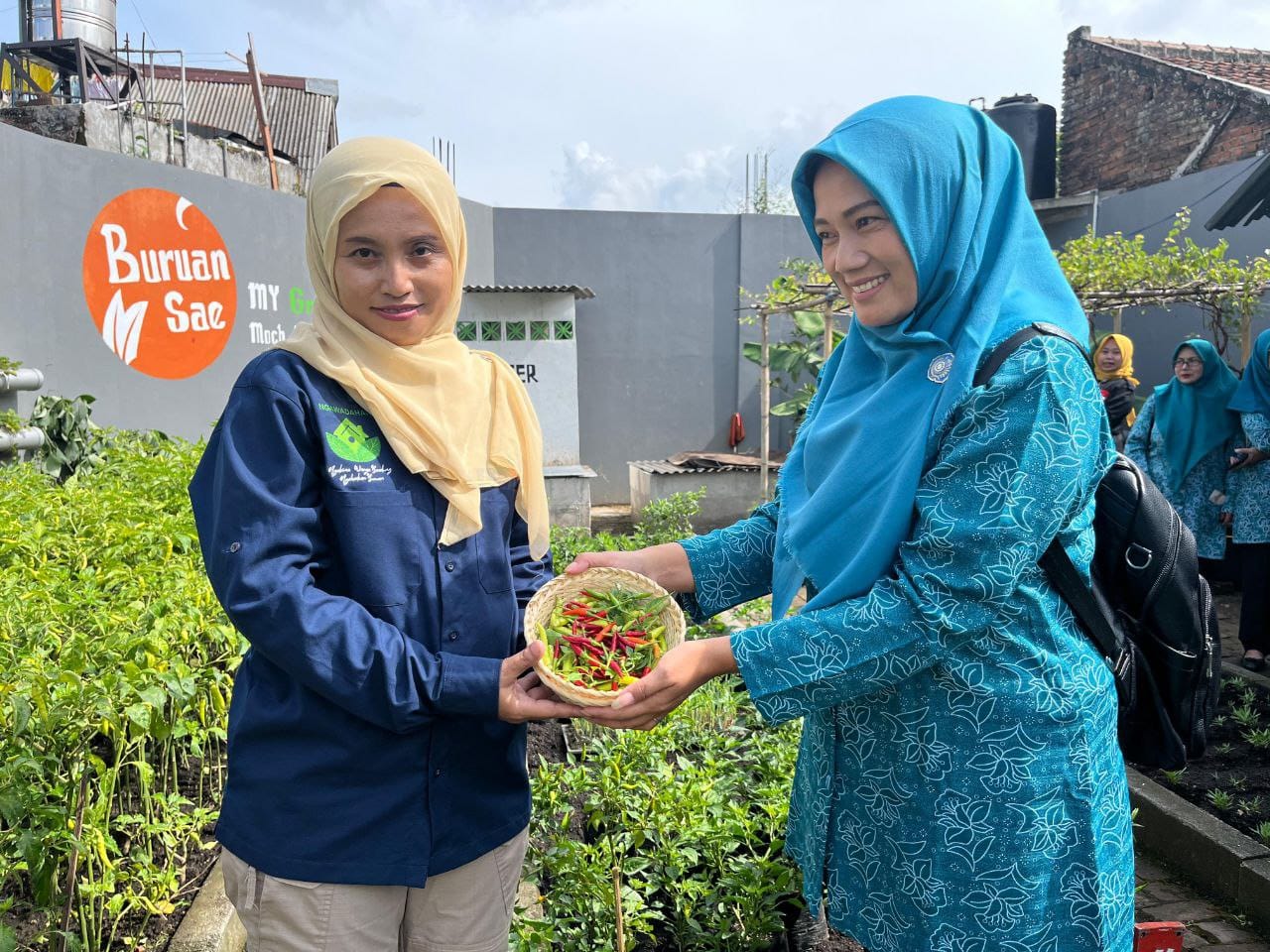 Buruan Sae My Green, menghasilkan sayuran di lahan sempit