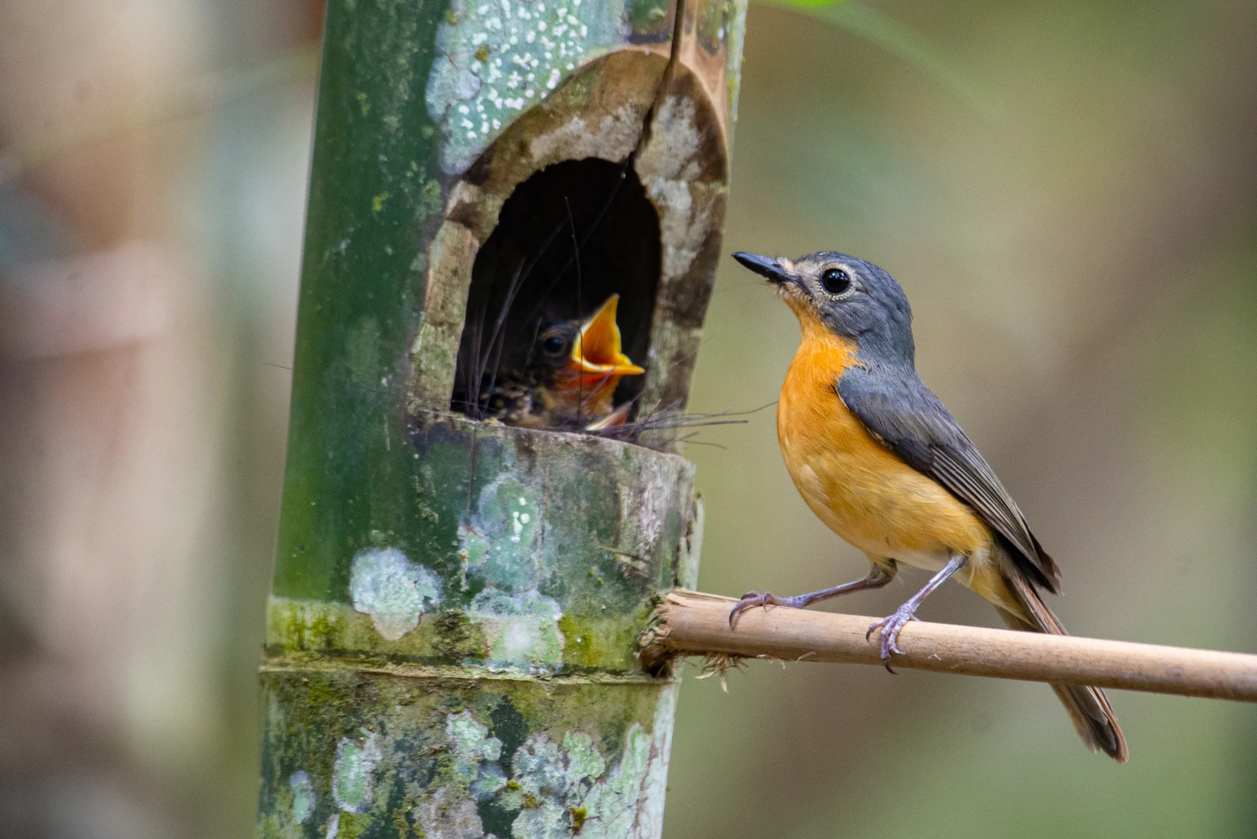 Spesies burung di Indonesia berjumlah 1.836 pada 2024