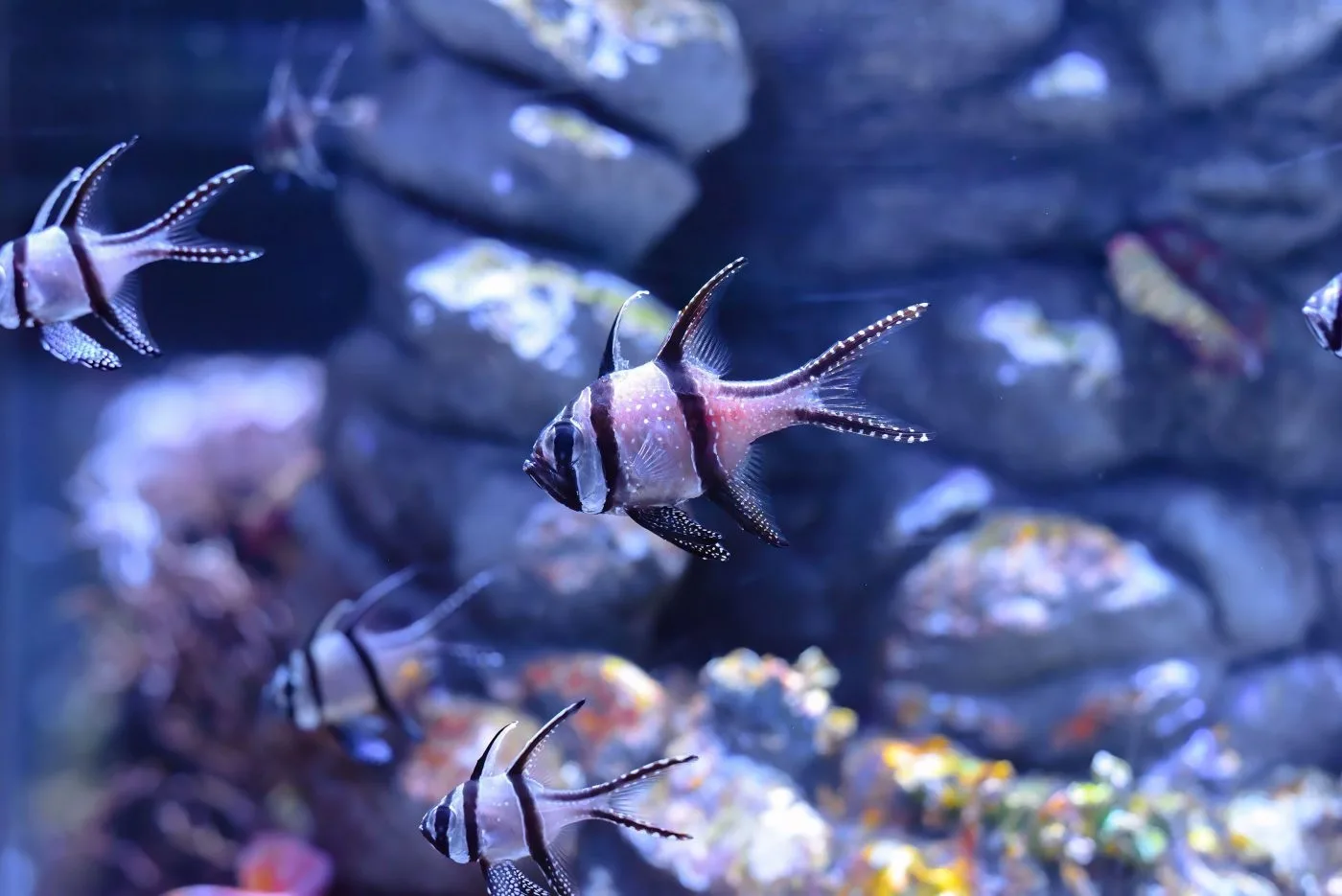 Indonesia struggles to protect Banggai cardinalfish