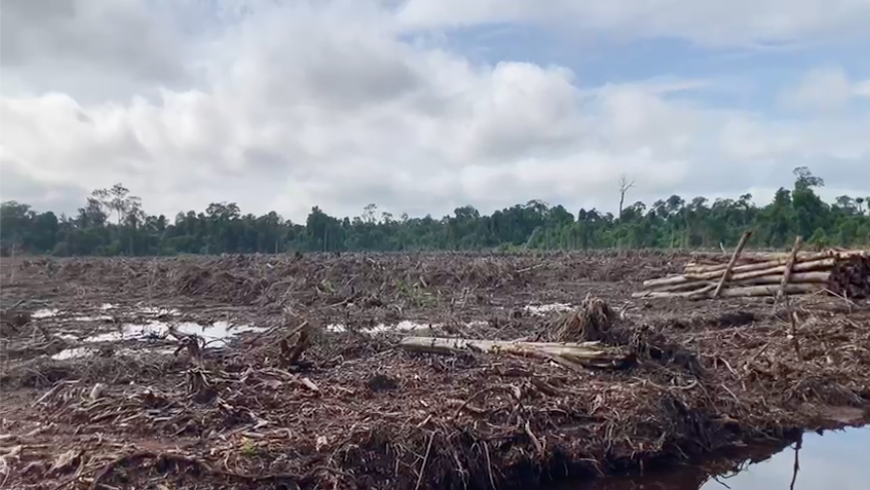 Jejak deforestasi ribuan hektare hutan alam di Kalimantan