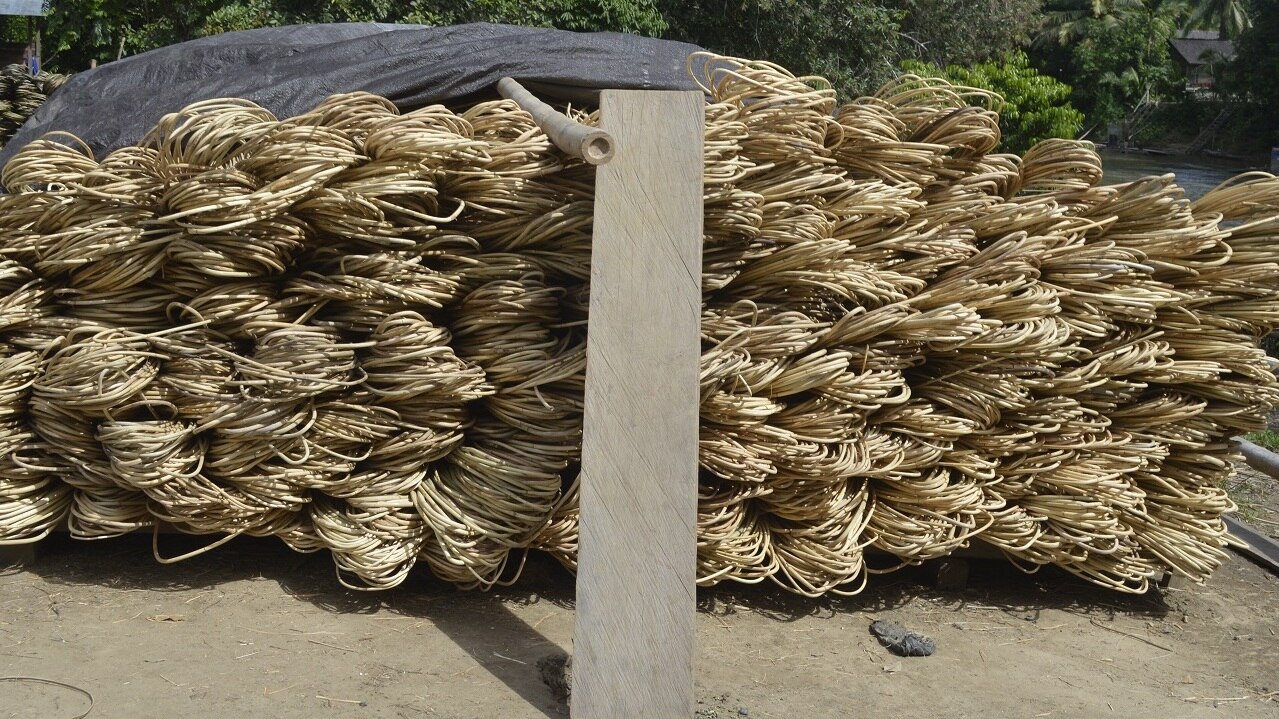 Sustainable rattan, protecting habitat and improving the welfare of ...